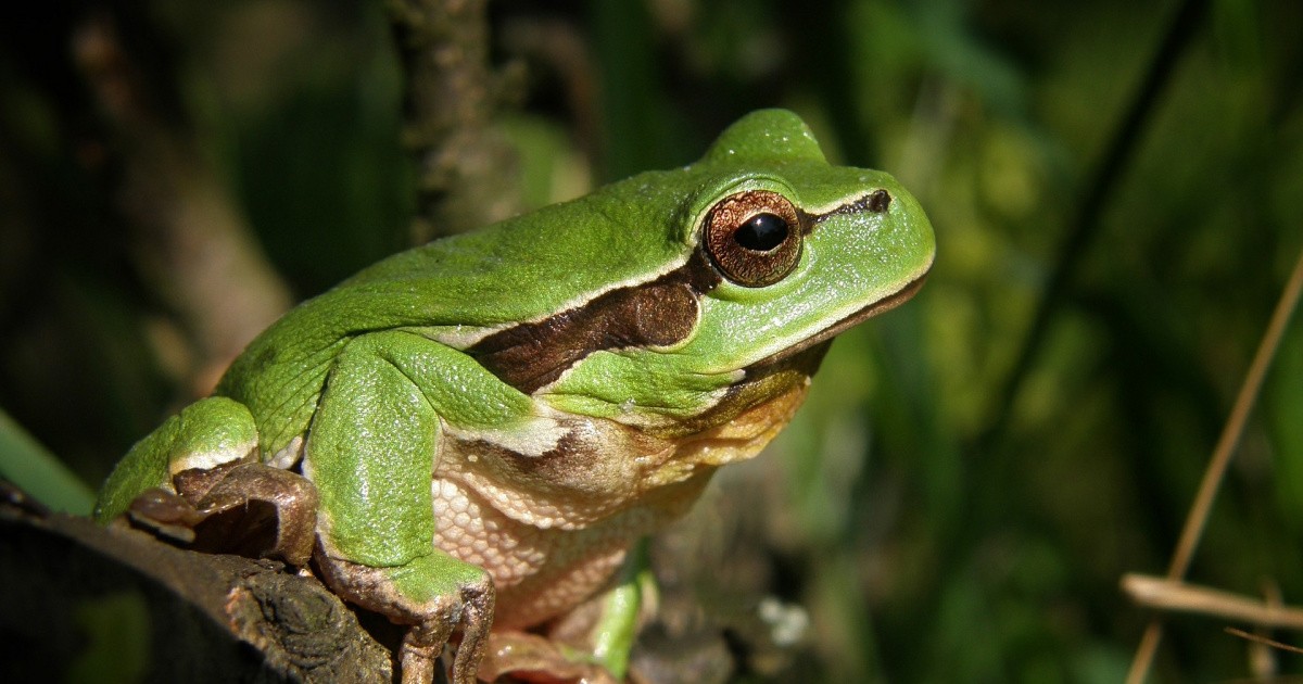 Haben Frösche Zähne?