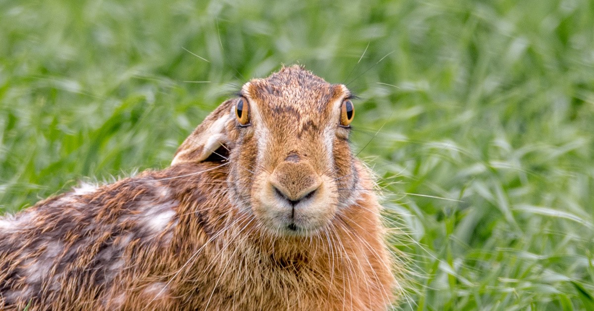 Angsthase, Pfeffernase