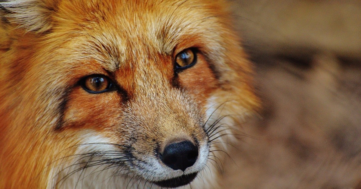 Ist der Fuchs wirklich schlau?